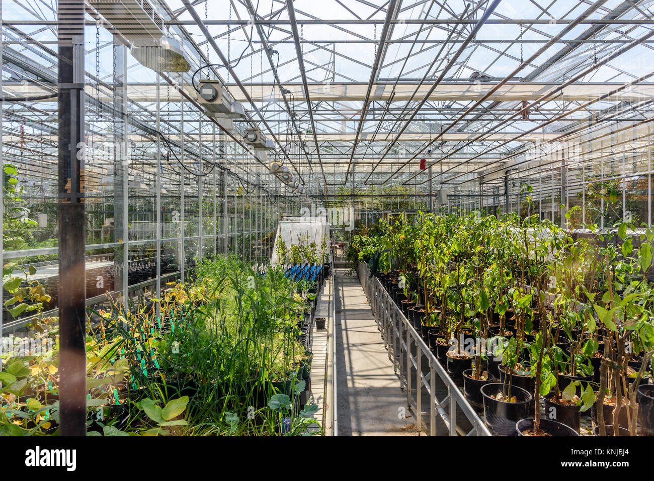 Experimental cultivation of green plants in modern greenhouses for ...