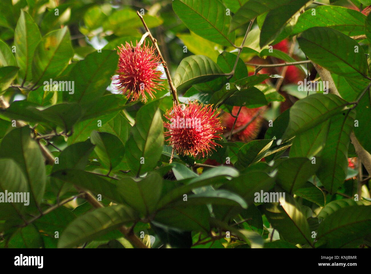 Mamoncillo Chino Fruit