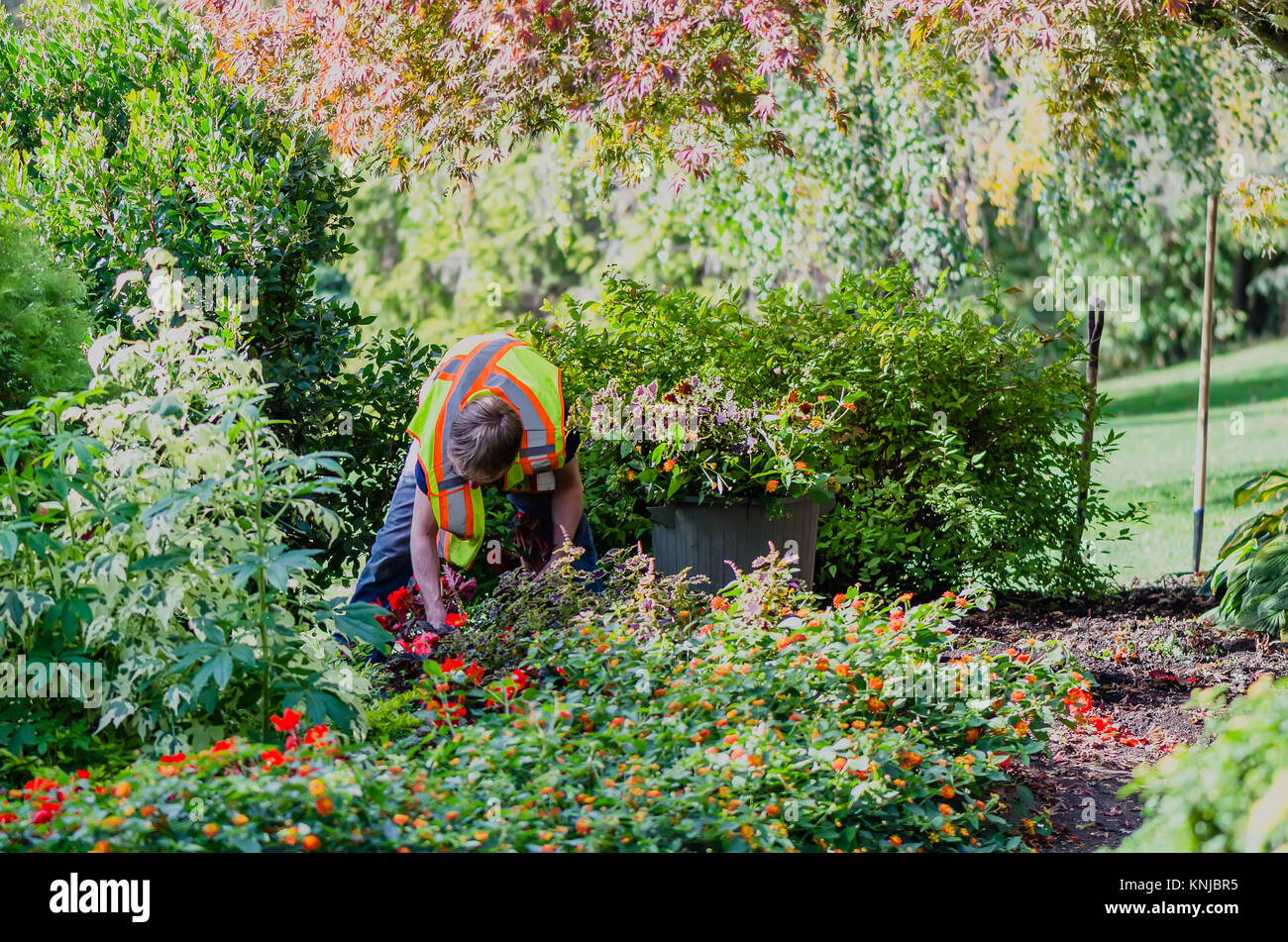 The gardener in a safety vest, in the spring prepares the soil with his ...