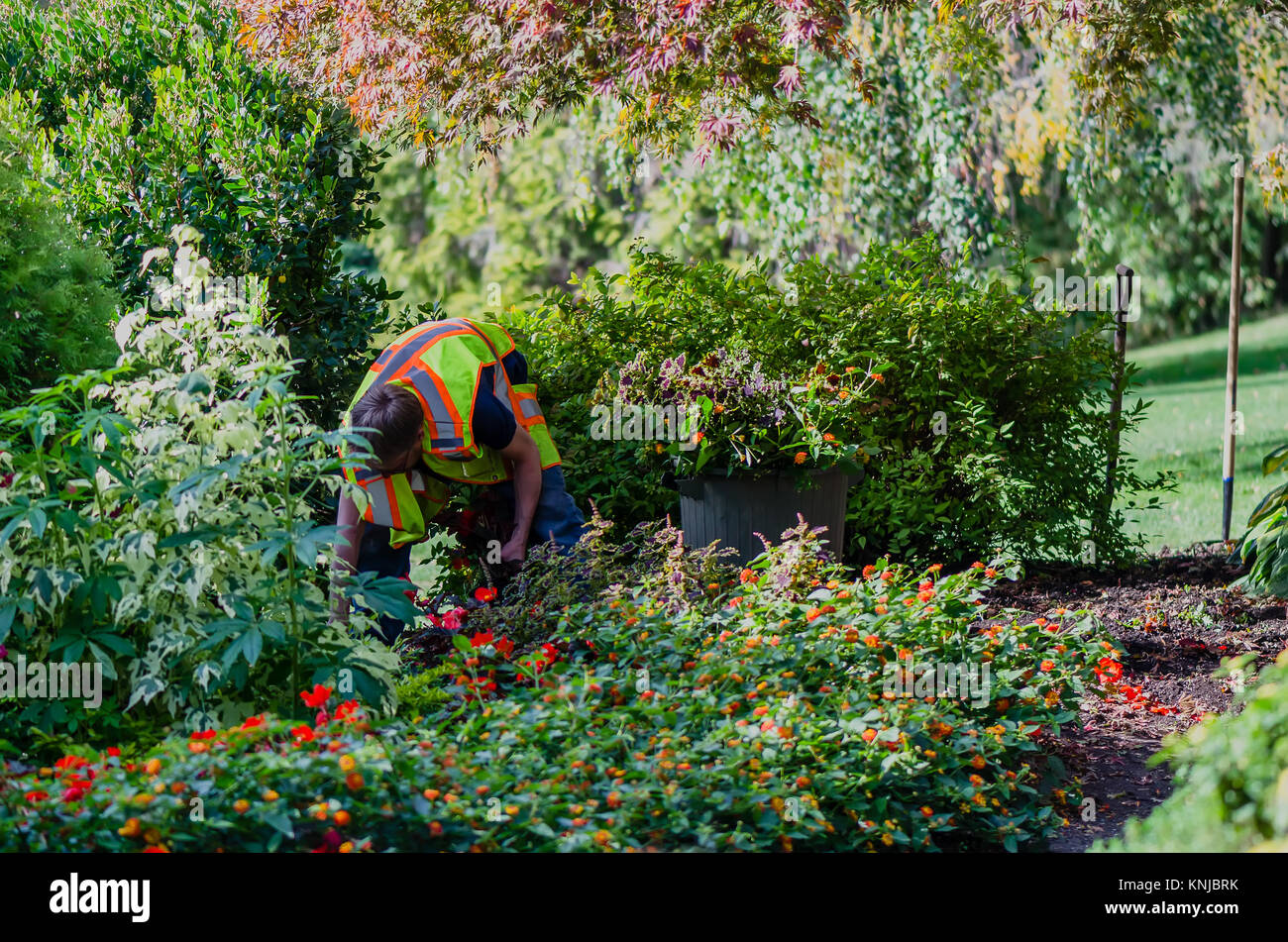 The gardener in a safety vest, in the spring prepares the soil with his ...