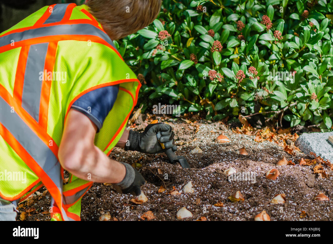 The gardener in a safety vest, in the spring prepares the soil with his ...