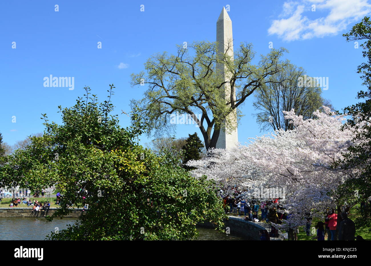 Washignton DC, Columbia, USA - April 11, 2015: The cherry trees in full ...