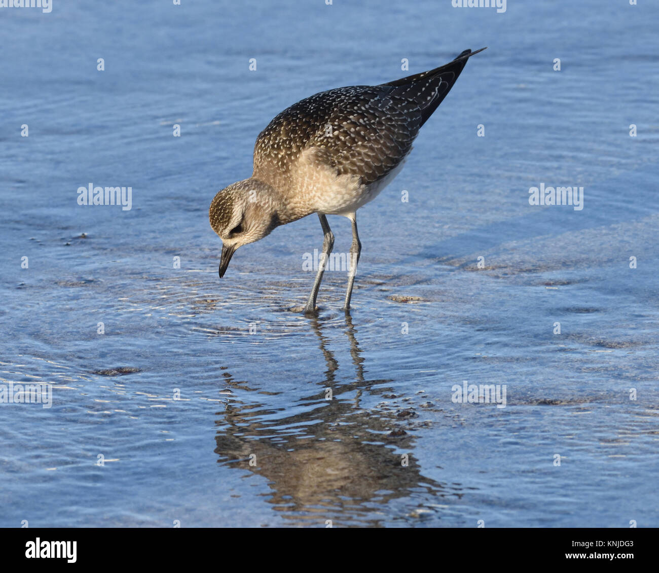 Non mating hi-res stock photography and images - Alamy
