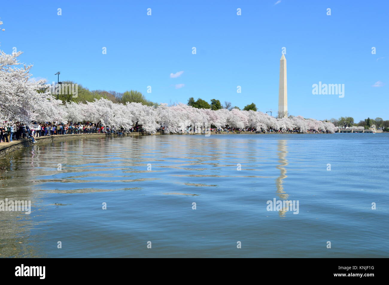 Washington DC, Columbia, USA - April 11, 2015: The cherry trees in full ...