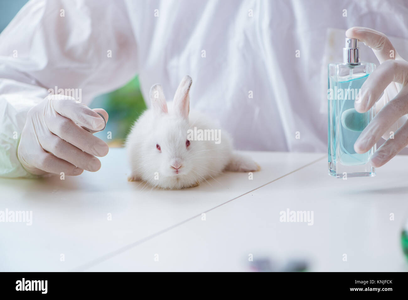 White rabbit in scientific lab experiment hi-res stock photography and ...