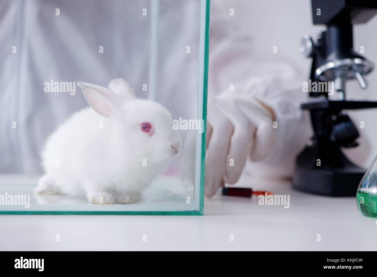 White rabbit in scientific lab experiment Stock Photo - Alamy