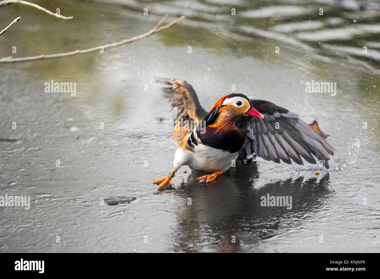 A multi-coloured male Mandarin duck with elaborate and ornate plumage ...