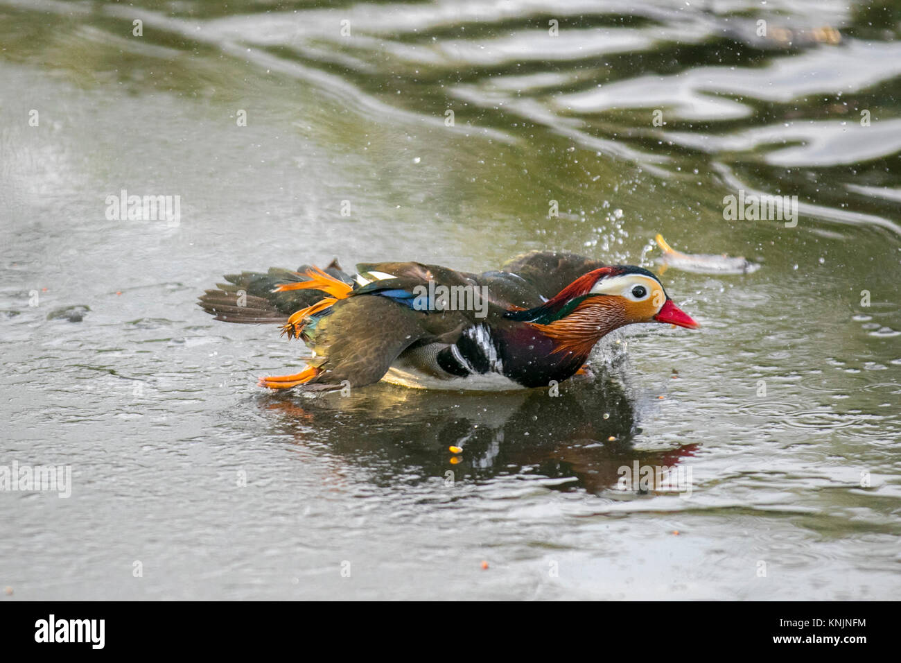 Winter duck marsh frozen uk hi-res stock photography and images - Alamy
