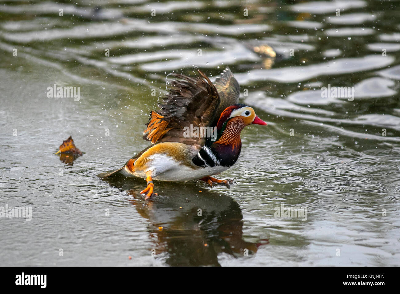 A multi-coloured male Mandarin duck with elaborate and ornate plumage ...