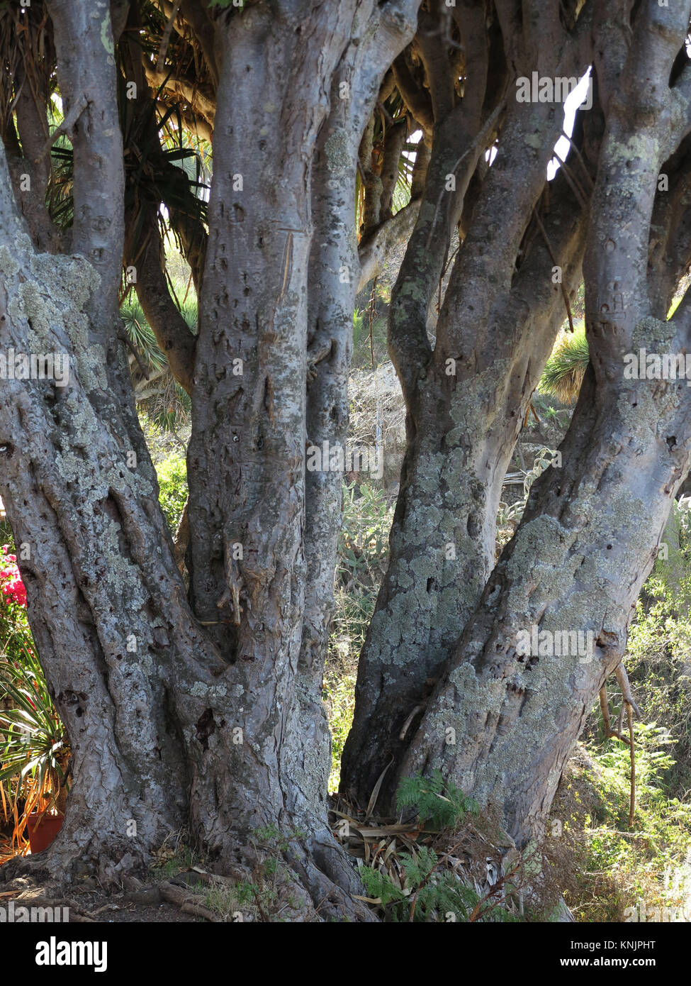 The thick trunks of dragon trees in the vicinity of Las Tricias in the ...
