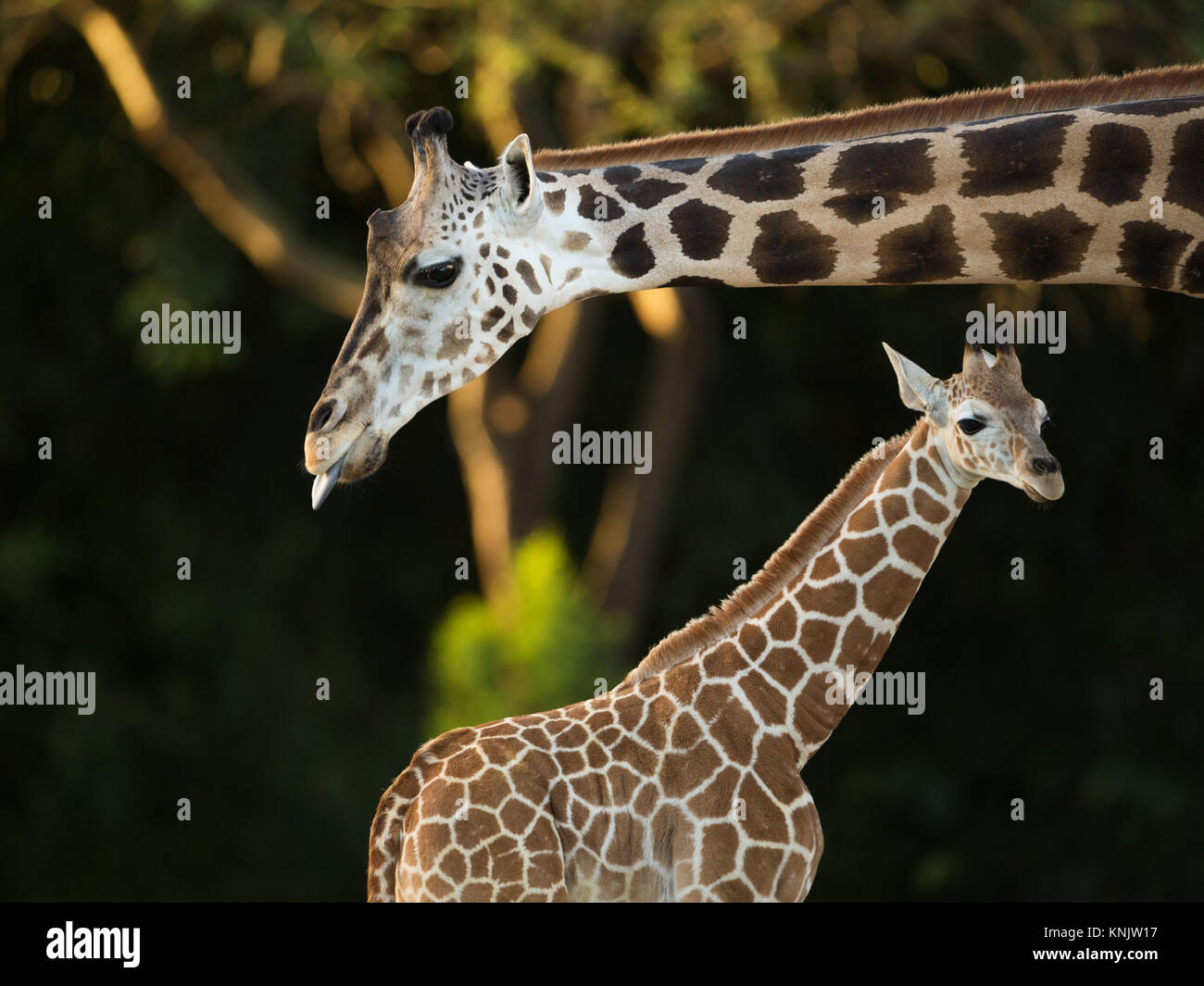 Miami, Forida, USA. 8th Dec, 2013. A giraffe reaches for a bite of a ...