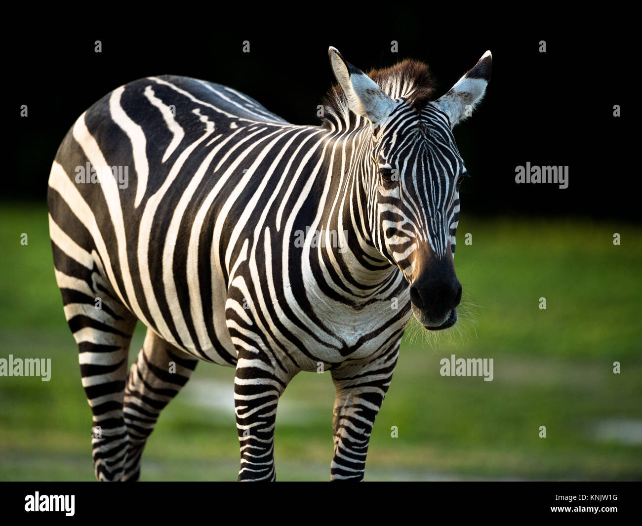 Savannas and scrublands hi-res stock photography and images - Alamy