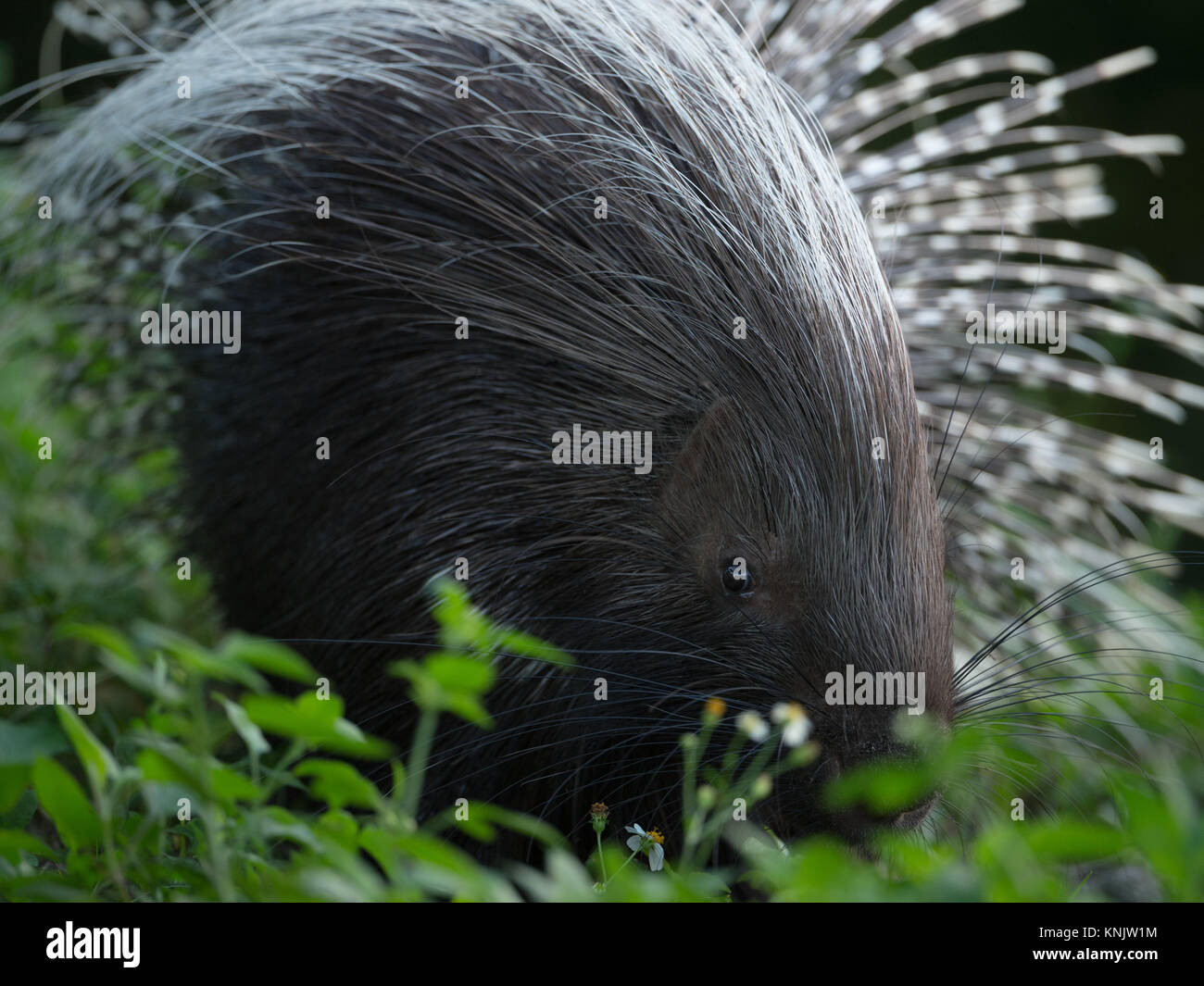 Miami, Forida, USA. 8th Dec, 2013. Porcupines are rodentian mammals ...