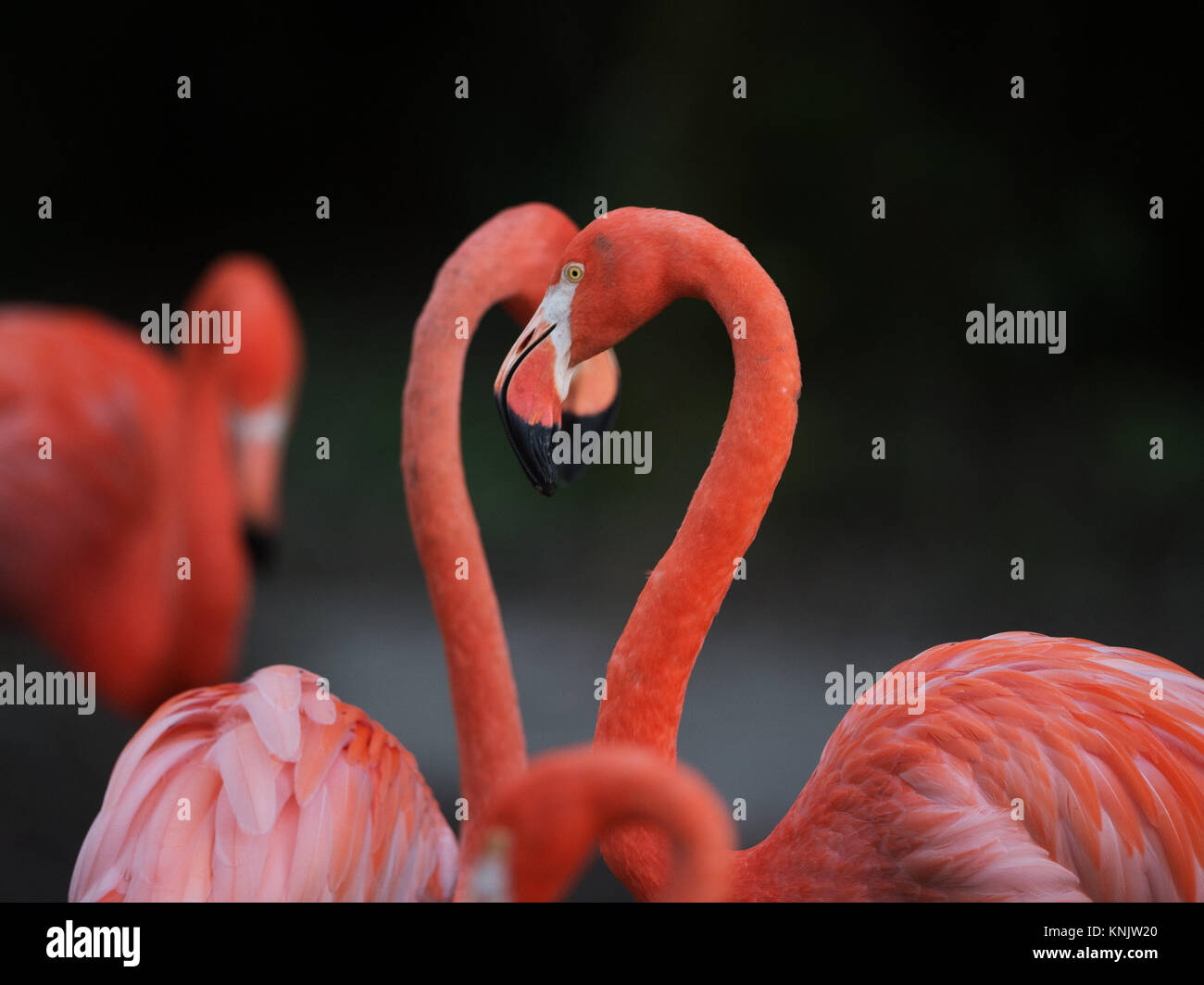 Miami, Forida, USA. 8th Dec, 2013. Flamingos range in color from light ...
