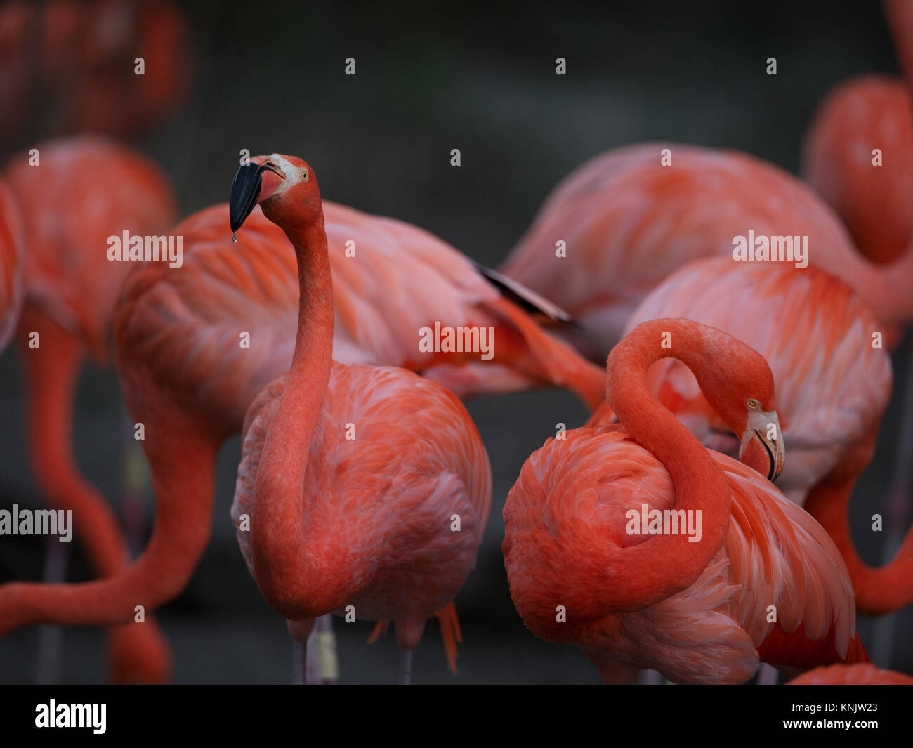 Miami, Forida, USA. 8th Dec, 2013. Flamingos range in color from light ...