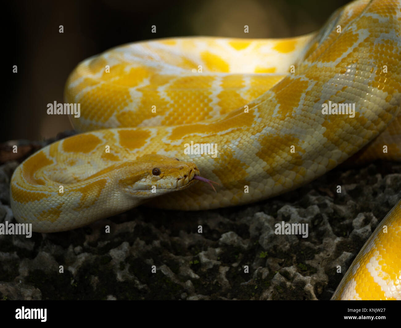 Five Largest Species High Resolution Stock Photography and Images - Alamy