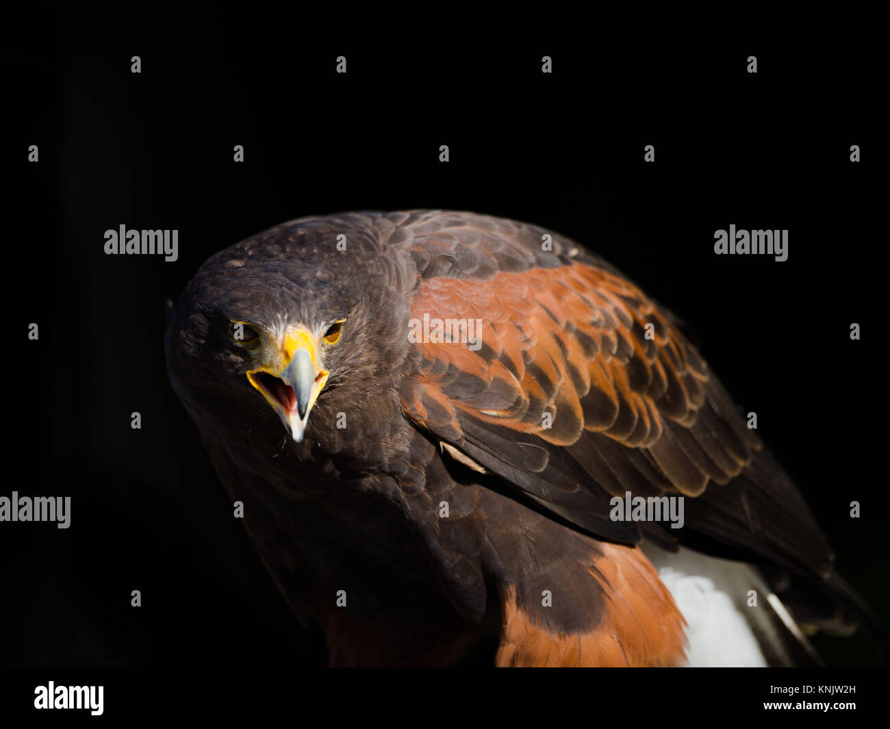 Miami, Forida, USA. 9th Dec, 2013. The Harris's hawk, formerly known as ...