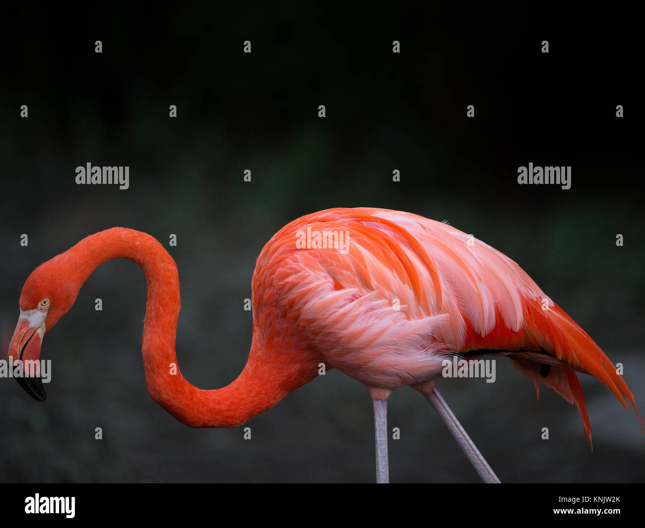 Miami, Forida, USA. 8th Dec, 2013. Flamingos range in color from light ...