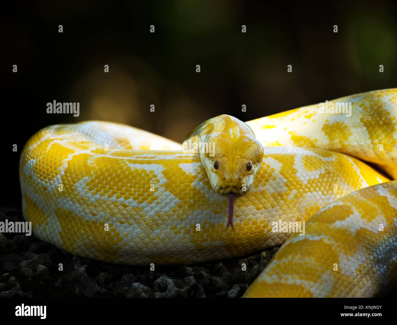 Five largest species hi-res stock photography and images - Alamy