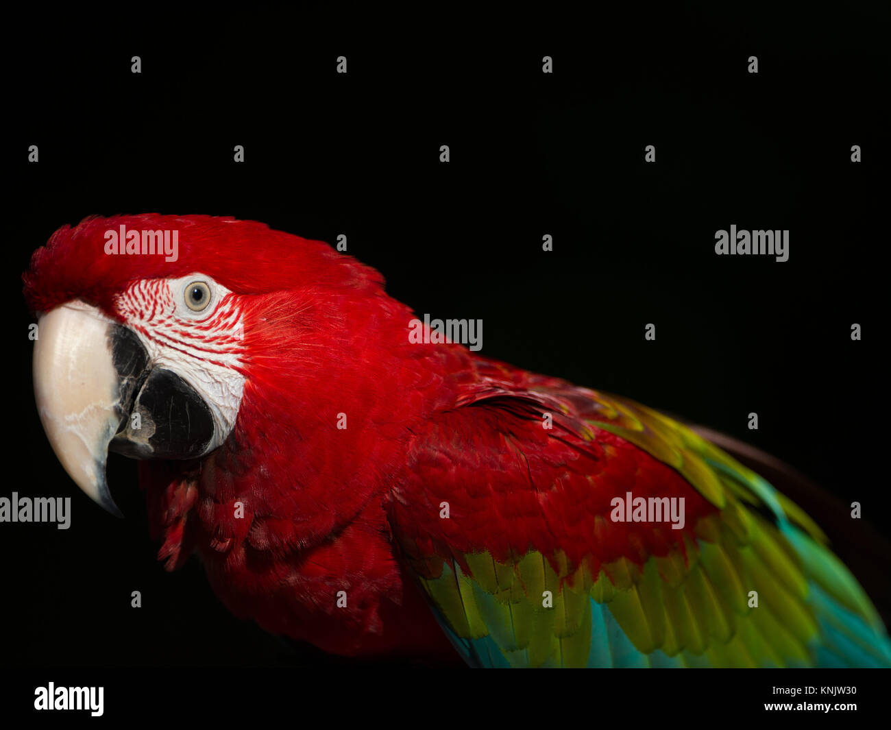 Intelligent parrots hi-res stock photography and images - Alamy