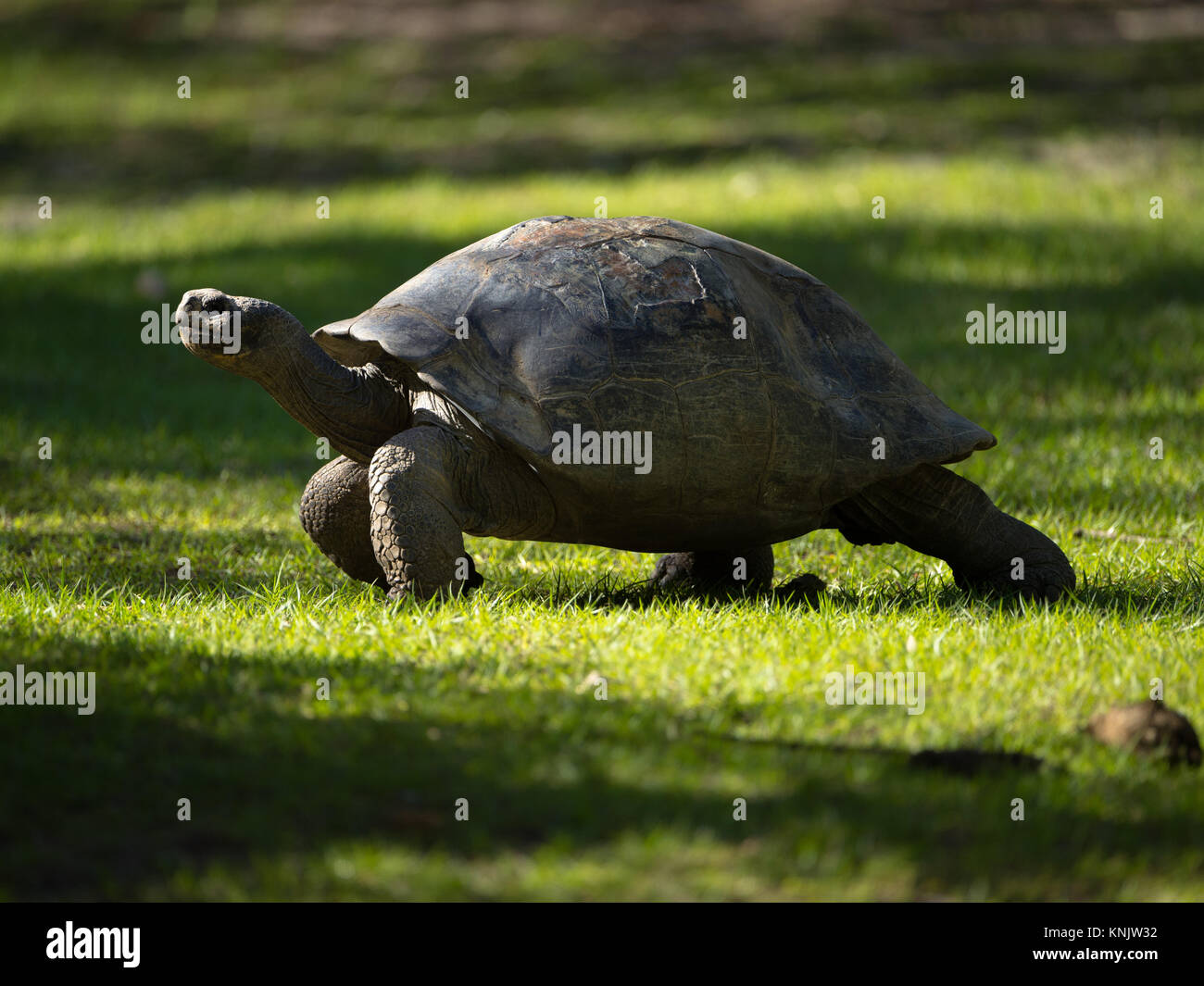 Miami, Forida, USA. 9th Dec, 2013. A giant tortoise. Tortoises' are ...