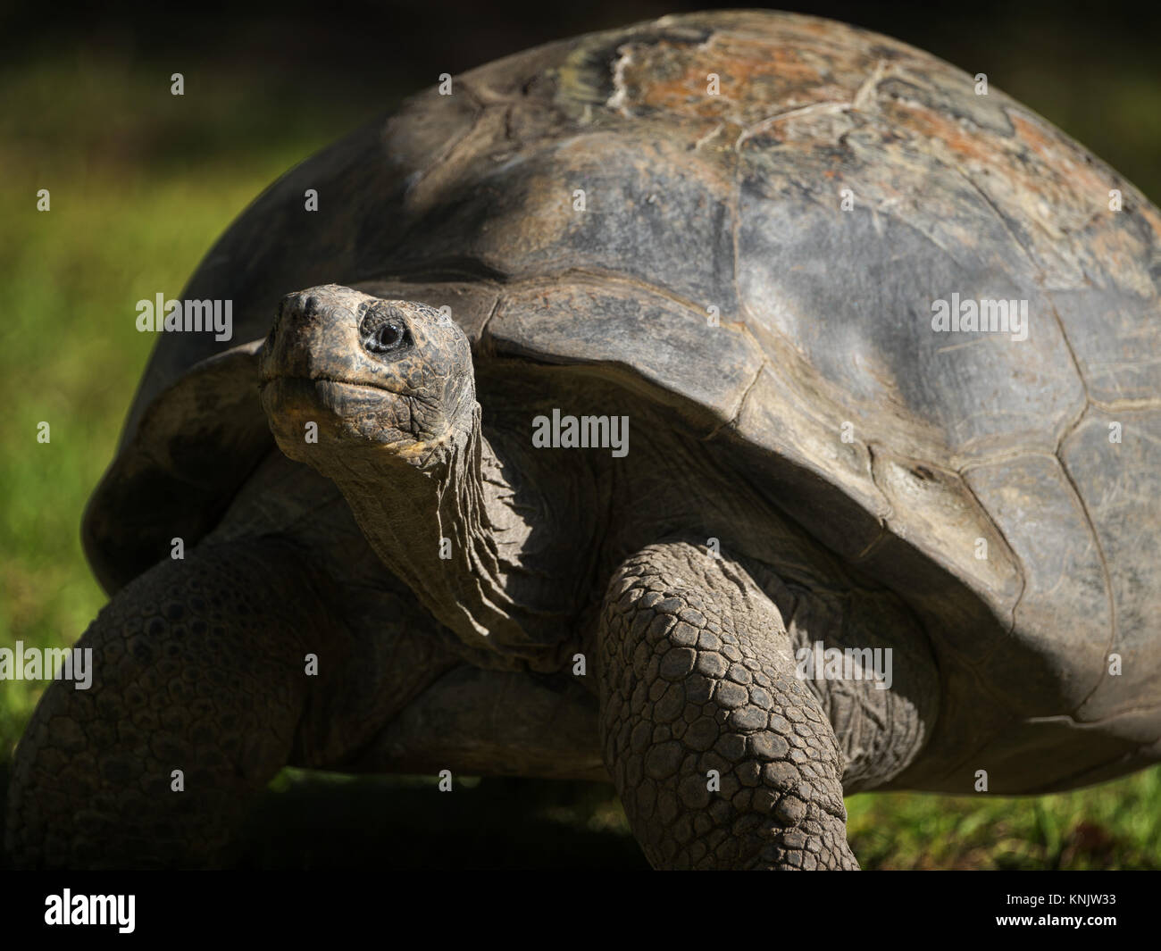 Miami, Forida, USA. 9th Dec, 2013. A giant tortoise. Tortoises' are ...
