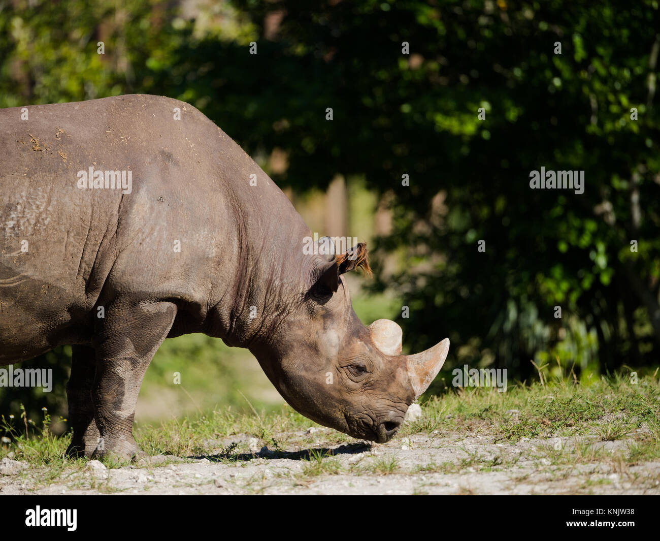 Largest species of rhinoceros hi-res stock photography and images - Alamy