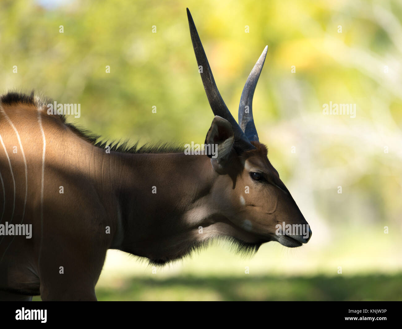 Largest species of antelope hi-res stock photography and images - Alamy