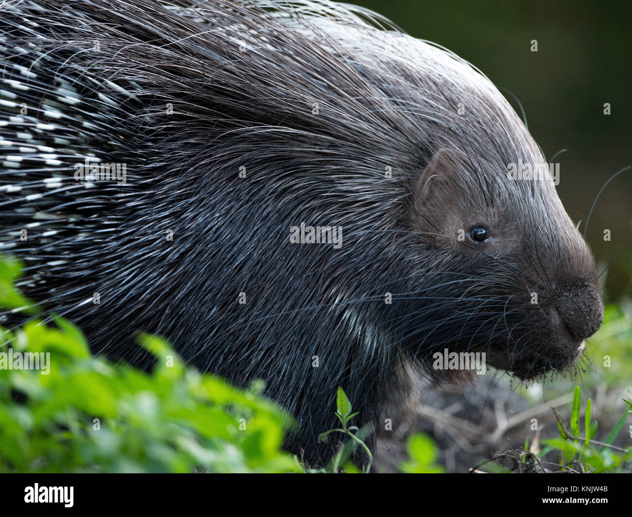 Miami, Forida, USA. 8th Dec, 2013. Porcupines are rodentian mammals ...