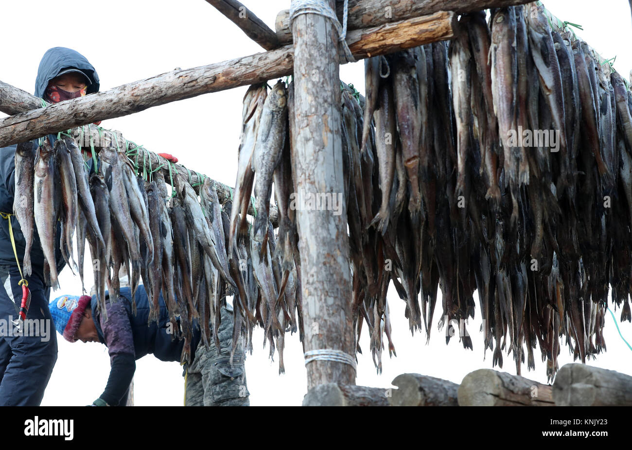 13th Dec, 2017. Drying pollock for winter food A fisherman in ...