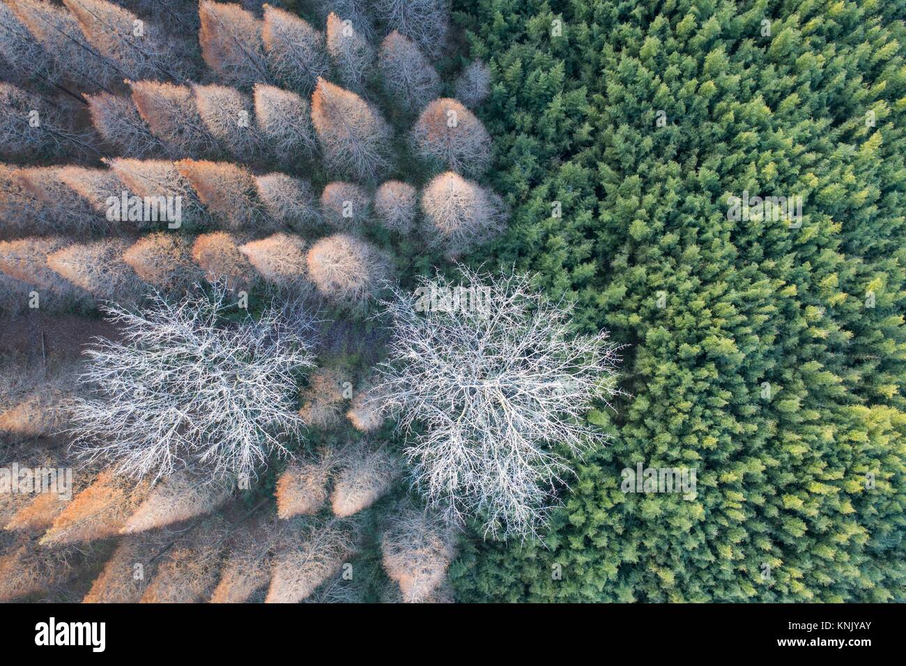 Dongtai, Dongtai, China. 12th Dec, 2017. Dongtai, CHINA-12th December ...