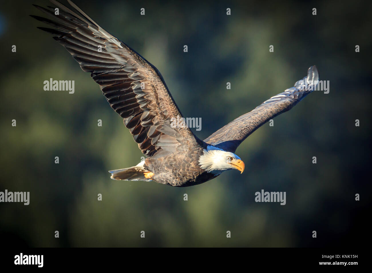 A majestic bald eagle is soaring up in the sky Stock Photo - Alamy