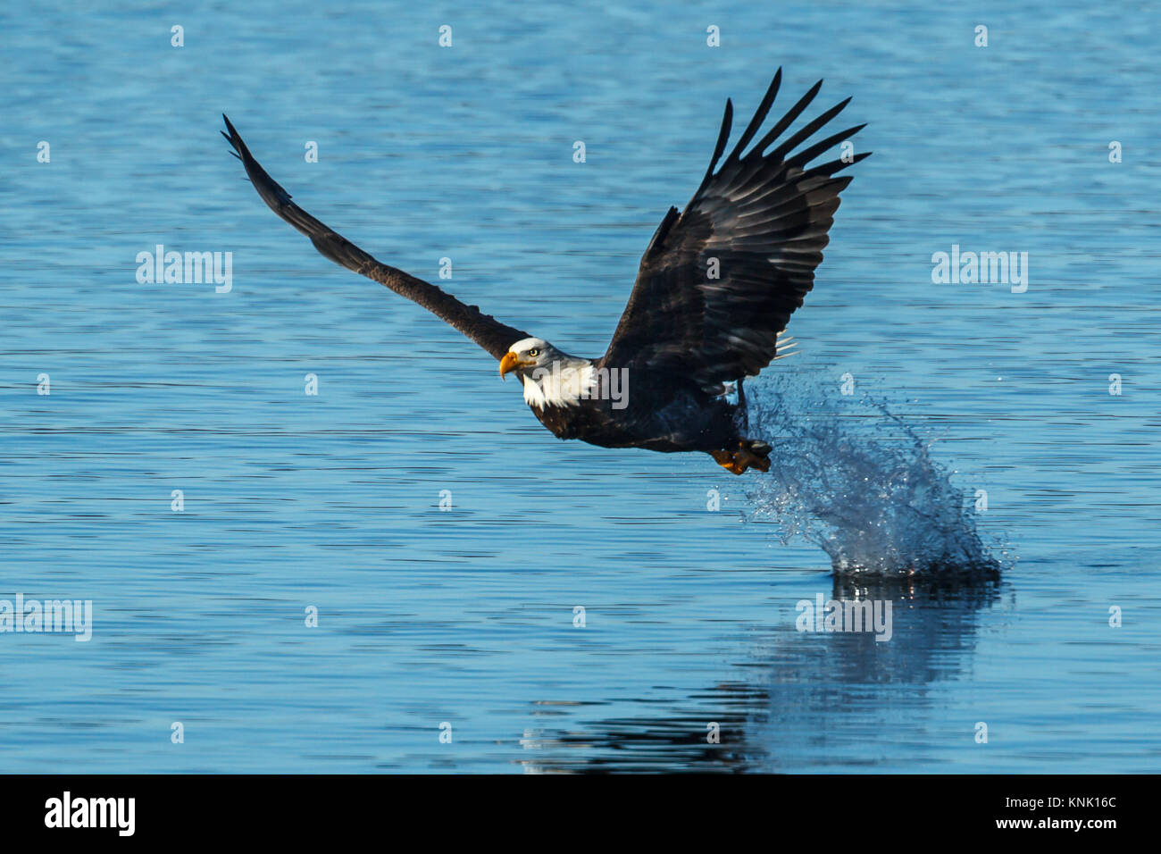 A majestic bald eagle makes a splash after catching a fish in the calm ...