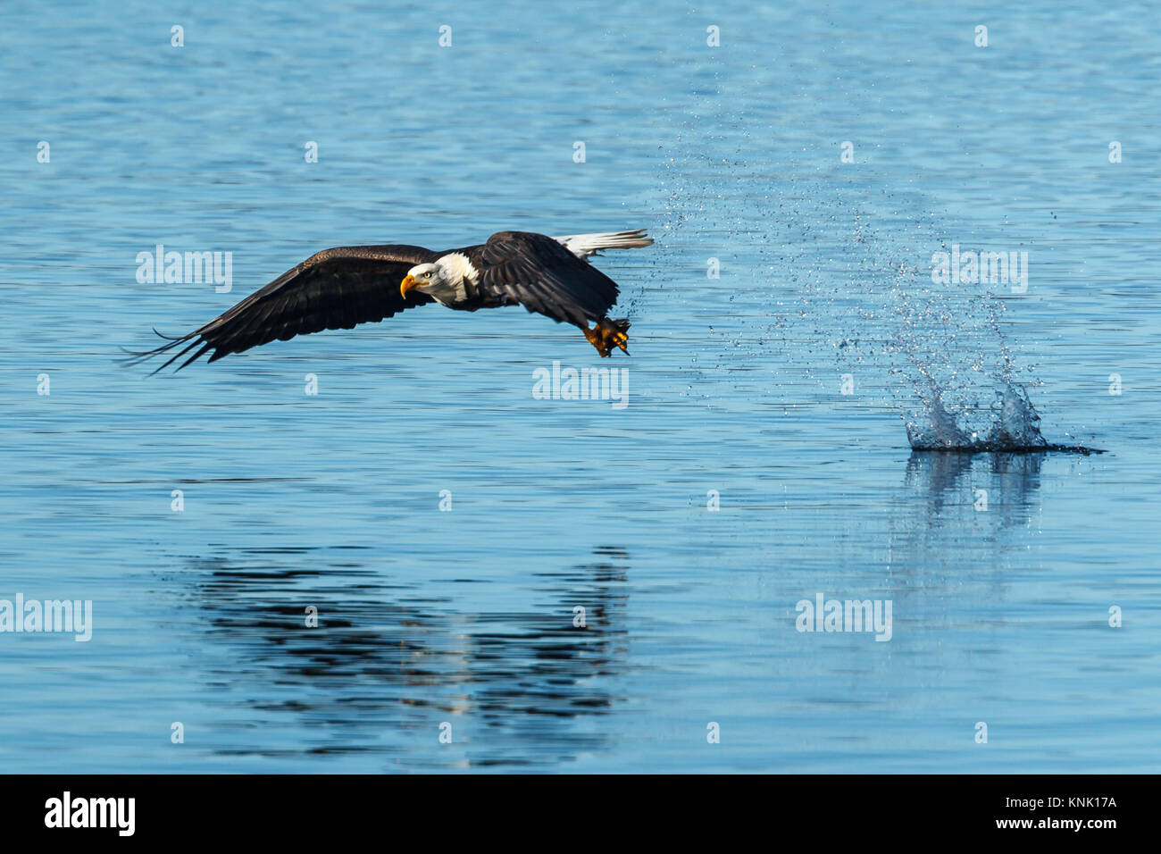 A fish that makes a splash hi-res stock photography and images - Alamy