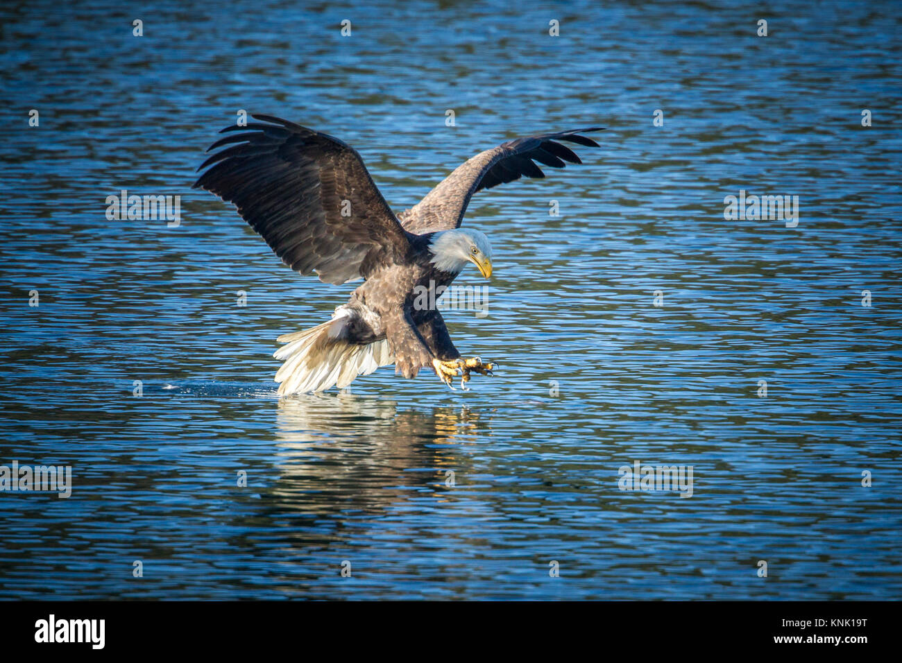 A bald eagle gets ready to grab a fish on the surface of the calm blue ...