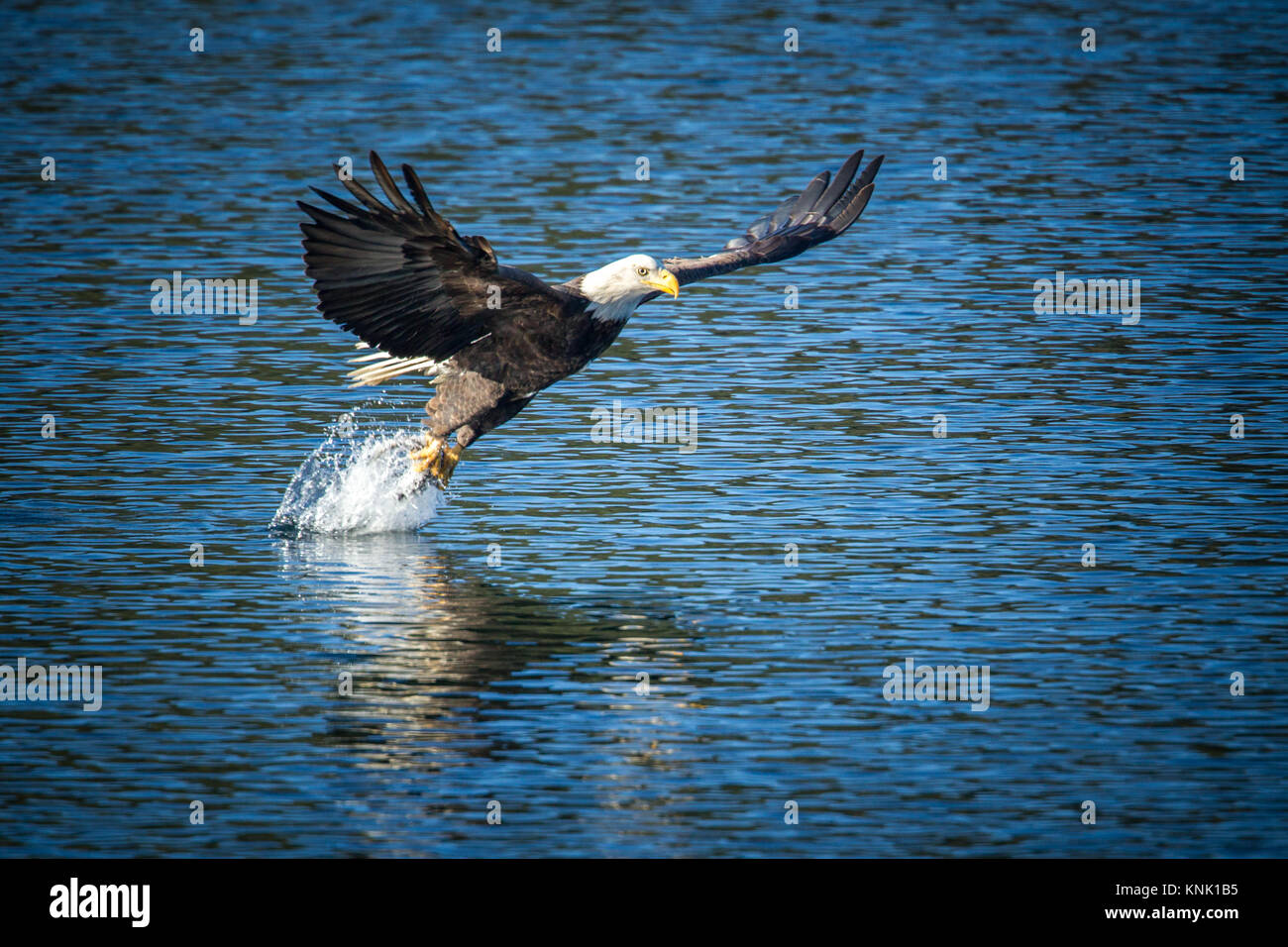 A majestic bald eagle makes a splash after catching a fish in the calm ...