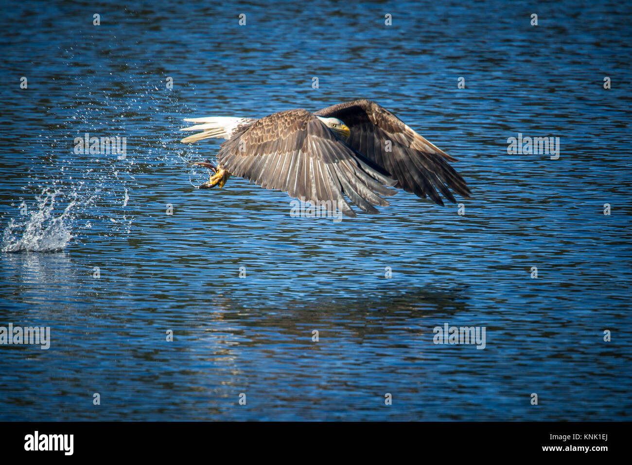 A majestic bald eagle makes a splash after catching a fish in the calm ...
