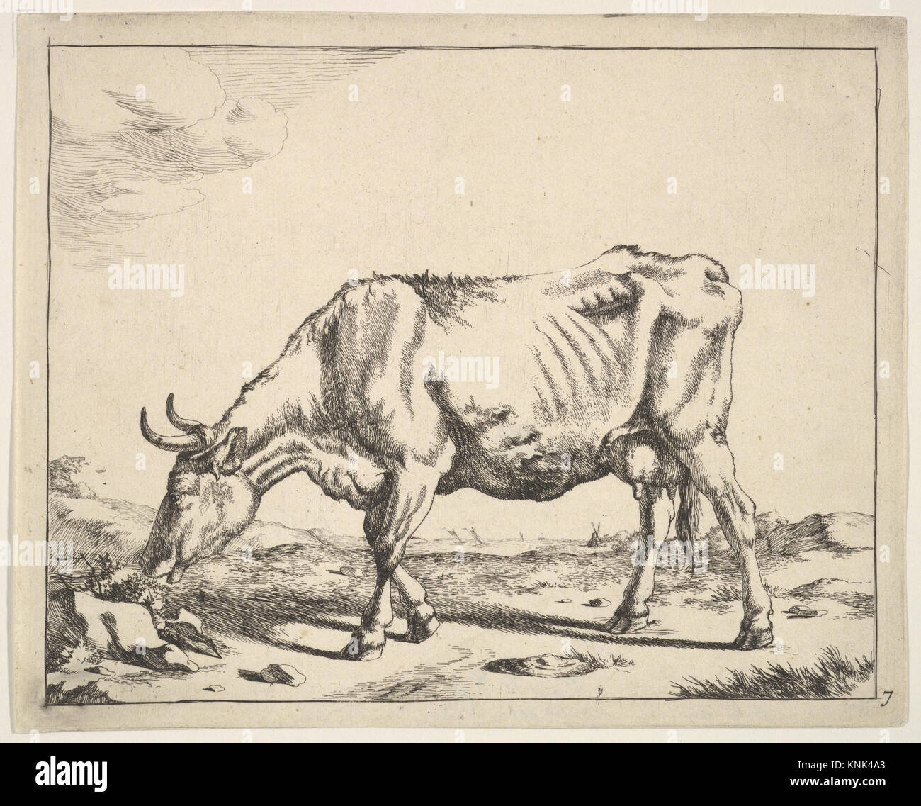 Cow, print, Marcus de Bye, after Paulus Potter (1625-1654 Stock Photo ...