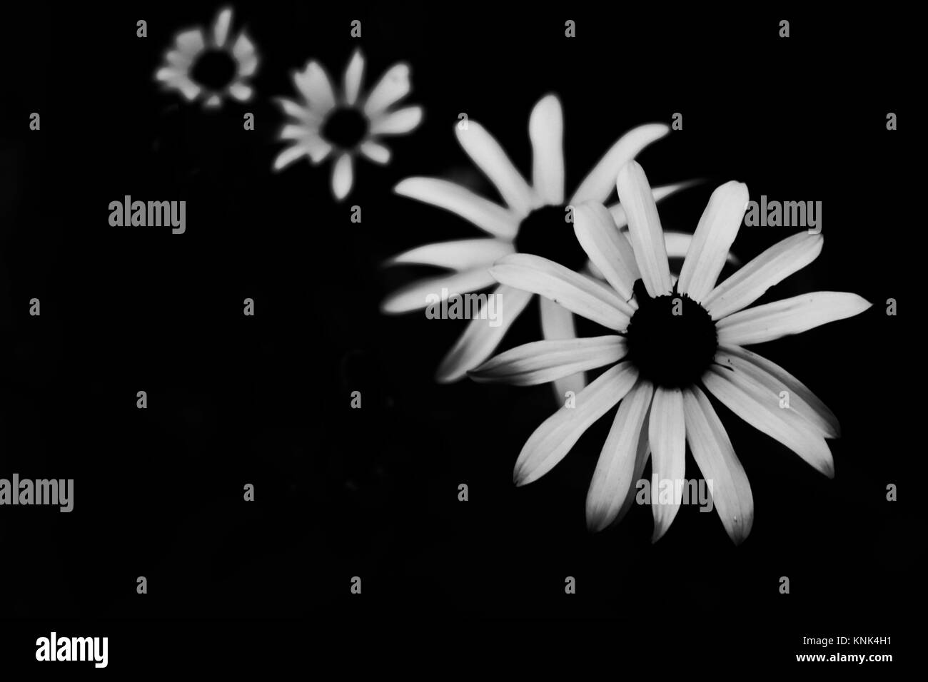 Harmony, idyllic, BW flowers - background, chamomile Stock Photo - Alamy