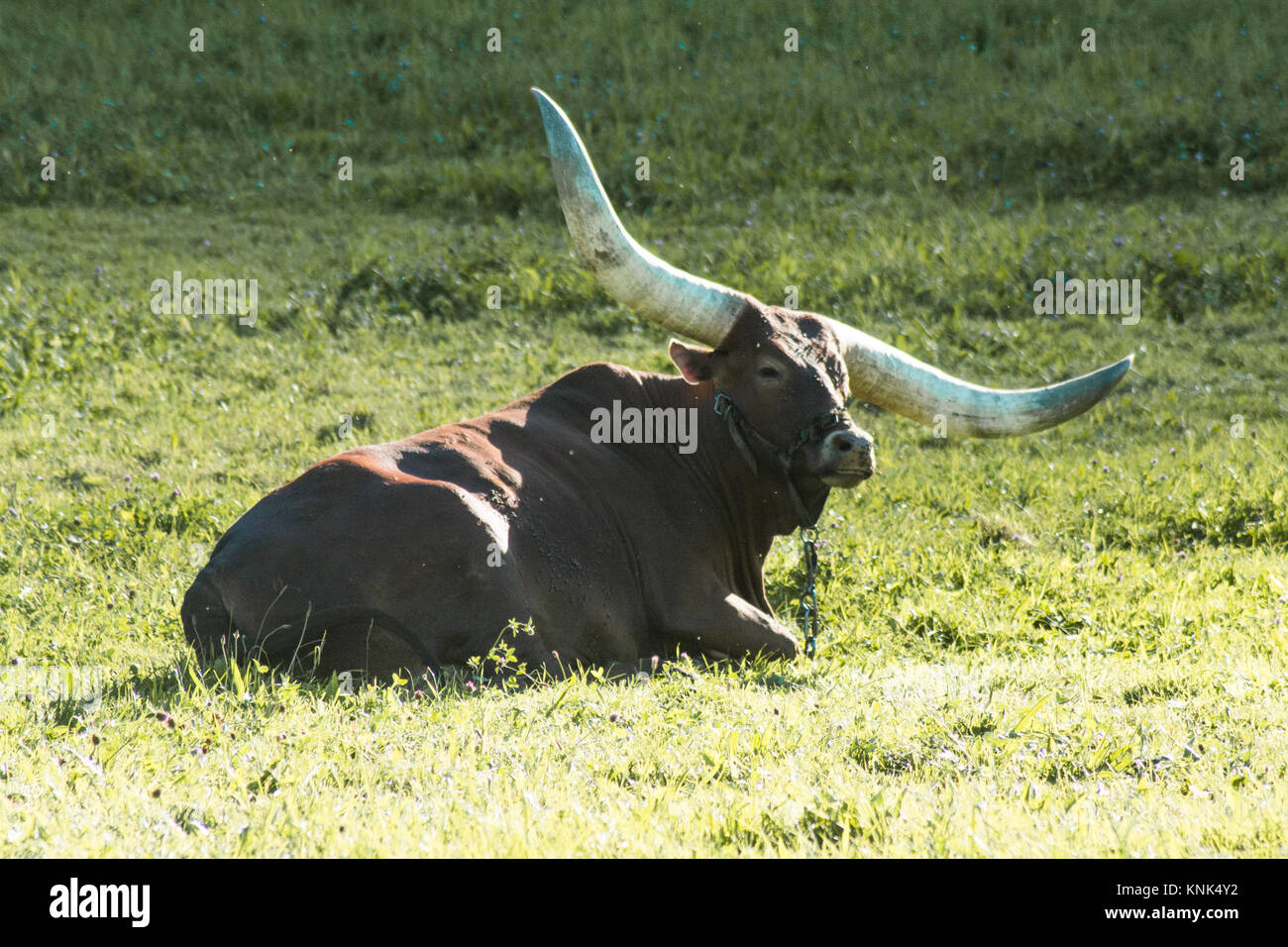 Cow cows lying down bull bulls hi-res stock photography and images - Alamy