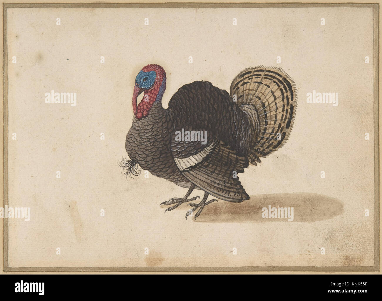 A Turkey, by Dutch Mennonite painter, linen-weaver, and writer Vincent ...