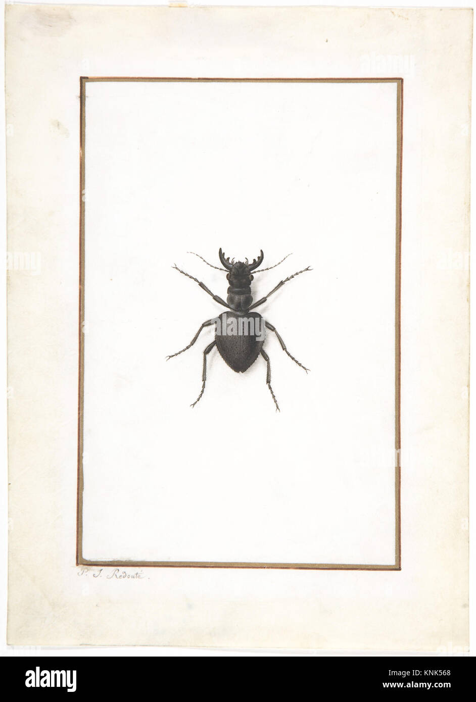 A Stag Beetle, drawing by Belgian painter and botanist Pierre Joseph ...