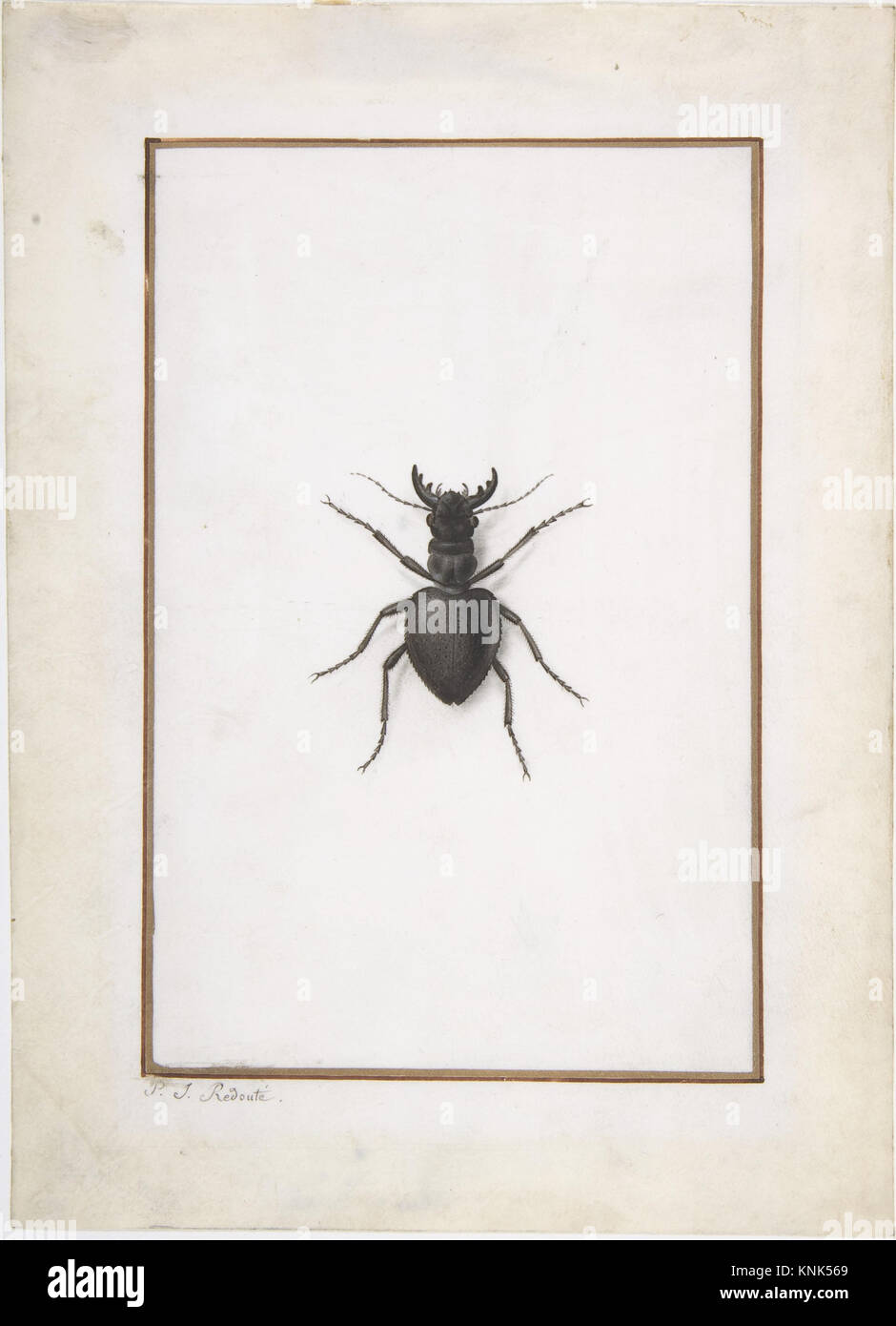 Illustration of a stag beetle by Pierre Joseph Redouté, showing anatomy ...