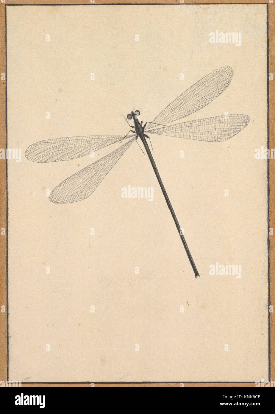 A Dragonfly, drawing by Dutch artist Nicolaas Struyk (1699-1719), early ...