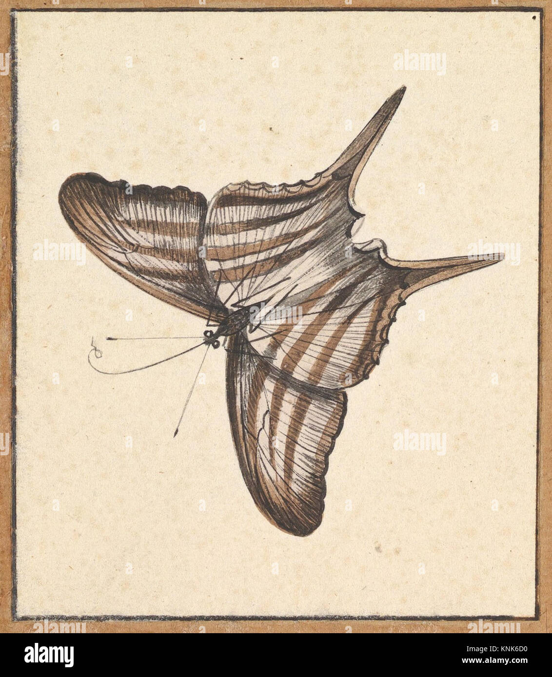 A Butterfly, drawing by Dutch artist Nicolaas Struyk (1699-1719), early ...