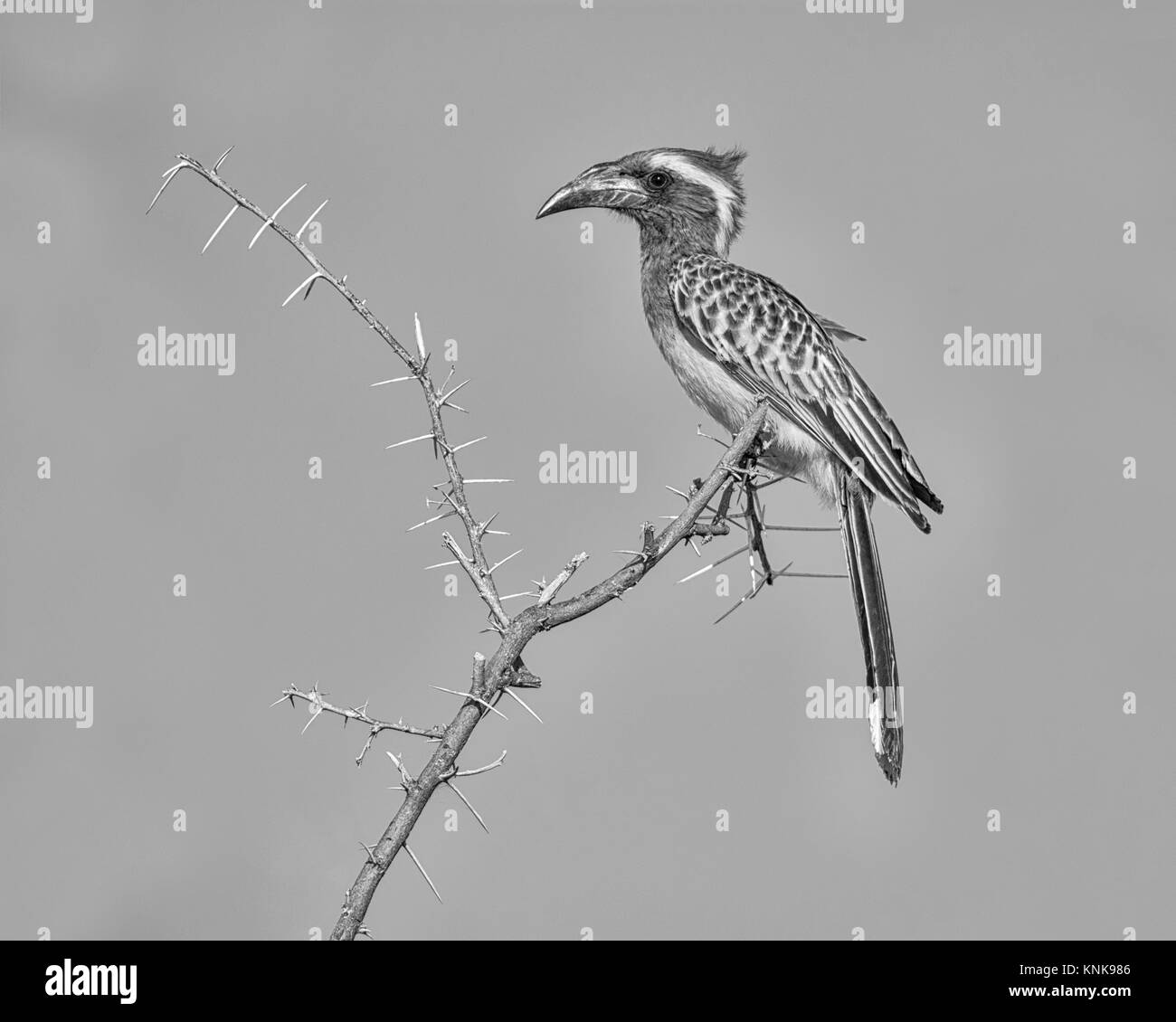 Grey wing feathers Black and White Stock Photos & Images - Alamy