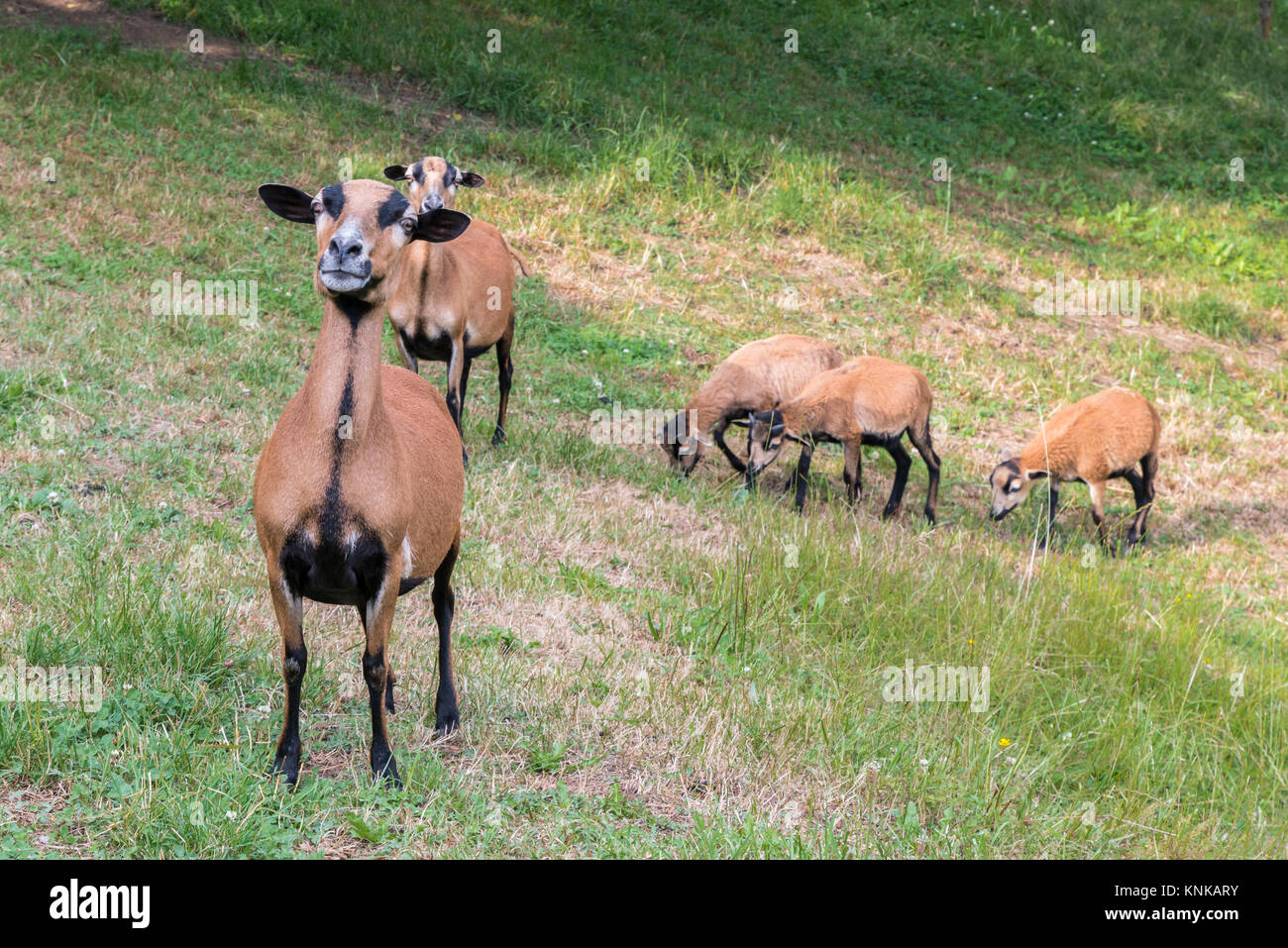 Cameroon sheep on the meadow Stock Photo - Alamy