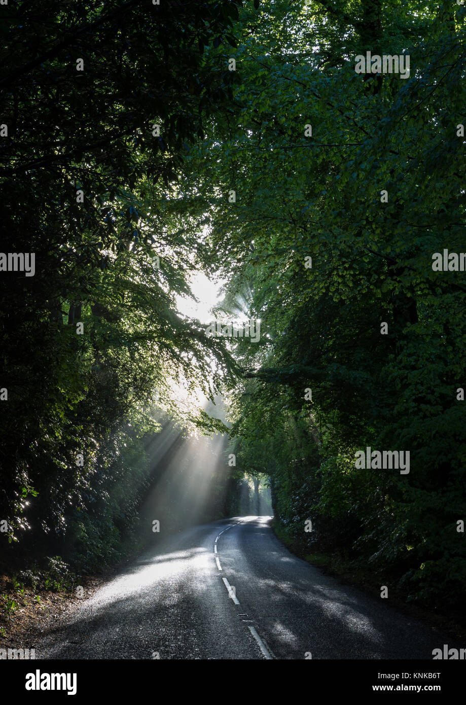 Sun shining on road thru trees Stock Photo - Alamy