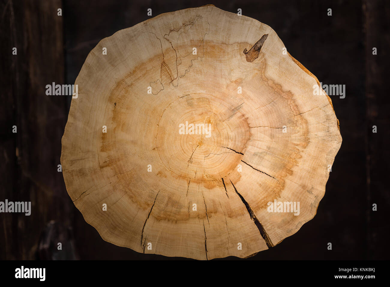 Stump of oak tree felled, section of the trunk with annual rings Stock ...