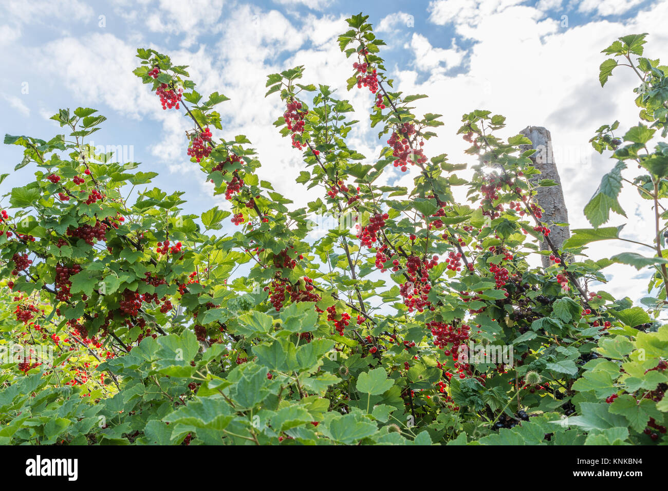 Ripe red fruits on a currant bush Stock Photo - Alamy